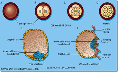 INFORMASI REPRODUKSI: KONSEPSI DAN PERKEMBANGAN EMBRIO